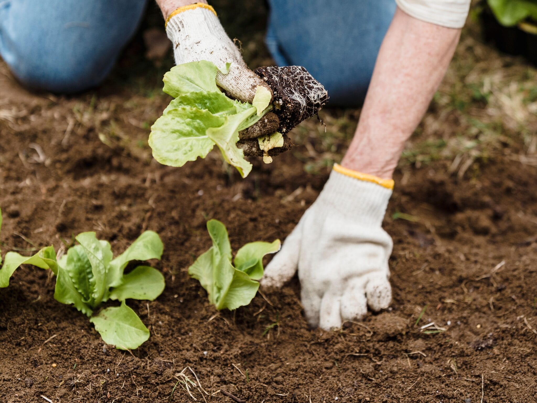 Creating a Thriving Vegetable Patch: A Beginner’s Guide - Frogheath ...