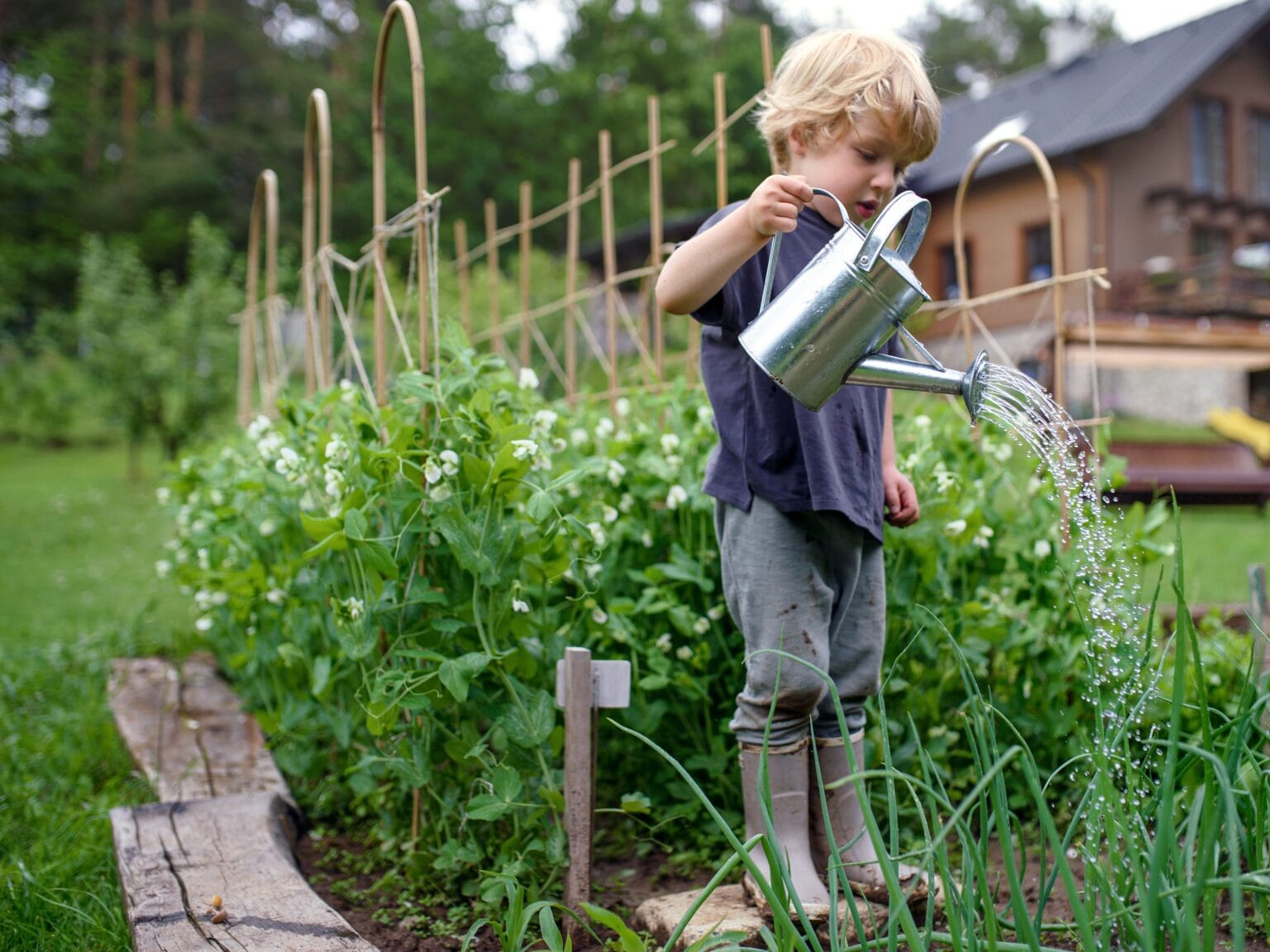 Creating a Thriving Vegetable Patch: A Beginner’s Guide - Frogheath ...